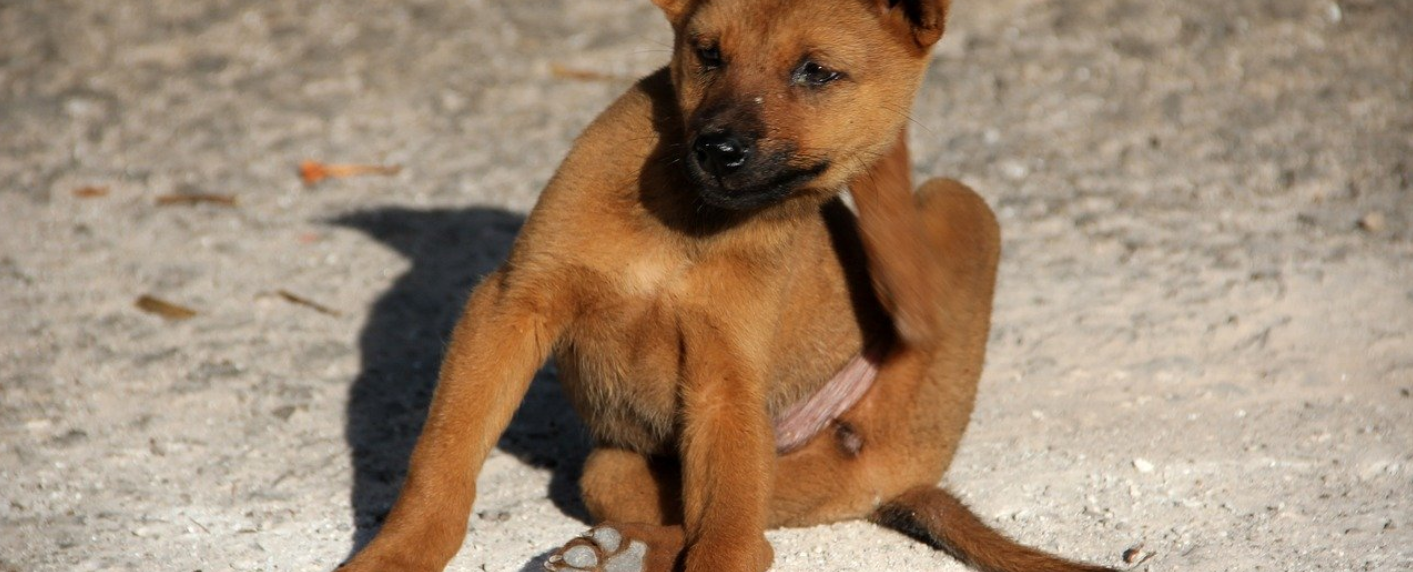 Psie blchy: Príčina, prevencia a liečba | Najlekáreň.eu