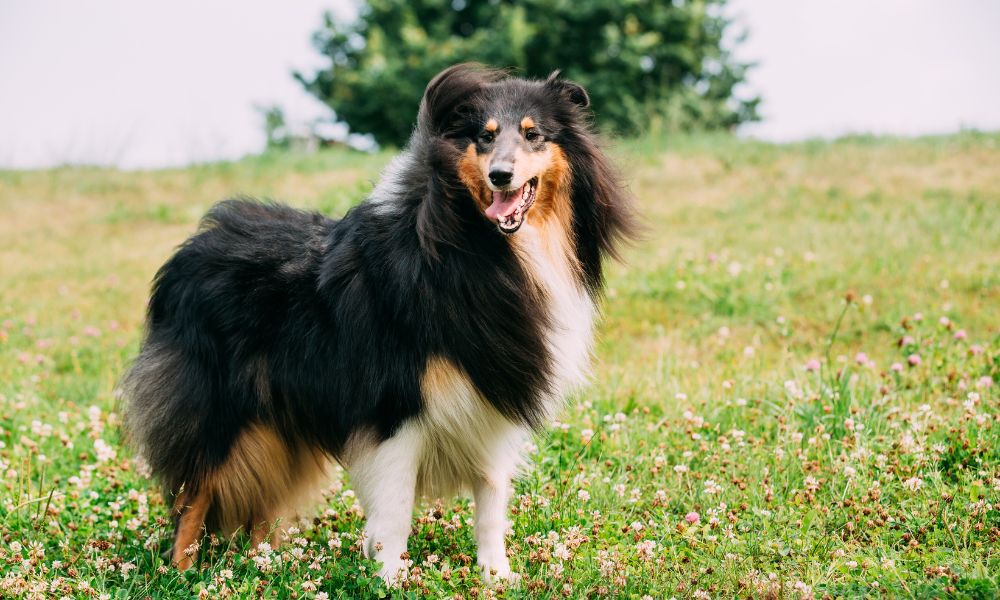 Srsť psa a starostlivosť o ňu | Najlekáreň.eu