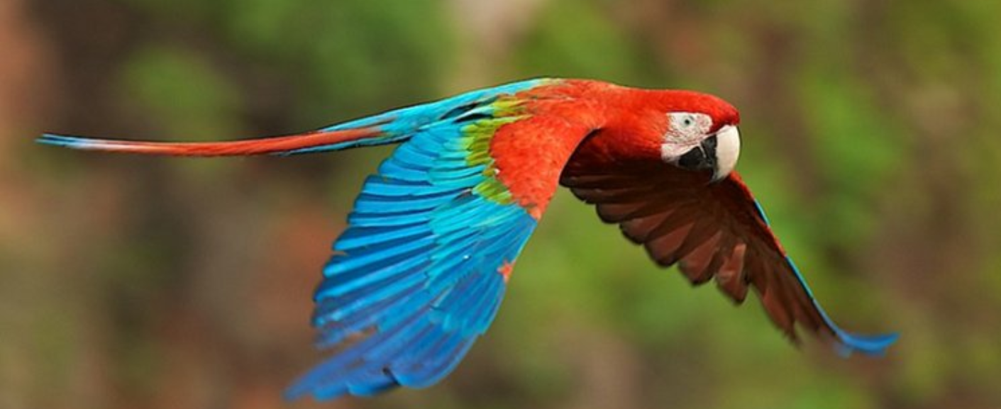 Papagáj ako domáci miláčik? Áno, alebo nie? | Najlekáreň.eu