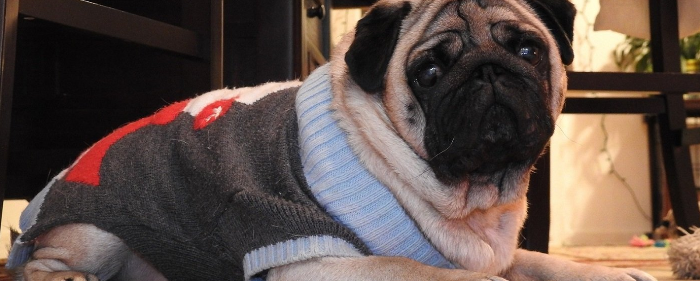 Mops: Veselý spoločník so šarmom a históriou | Najlekáreň.eu