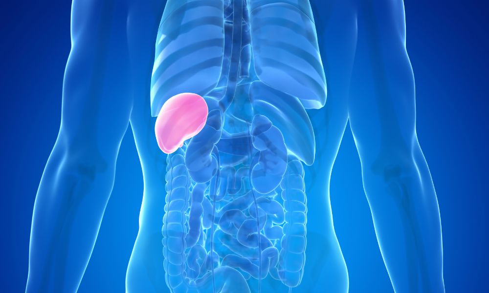 Slezina – malý, ale dôležitý orgán | Najlekáreň.eu